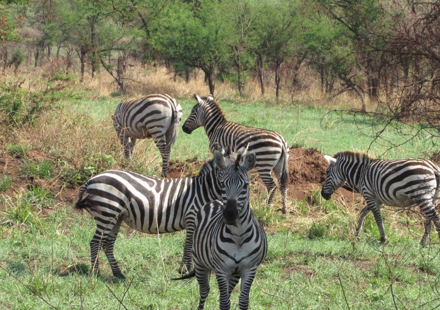 Custom Wildlife safari in Tanzania – Ndovu Adventures